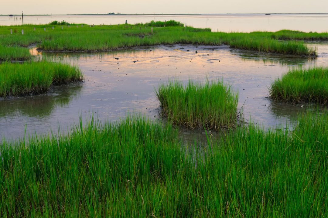 American Wetlands Month Gallinas Watershed Council American Wetlands Month Gallinas Watershed Council